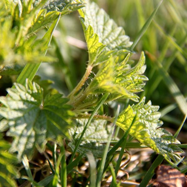 LUGA Lab – Vallée de l’Alzette - Lunchtime Wild Plant Walk | Lëtzebuerg