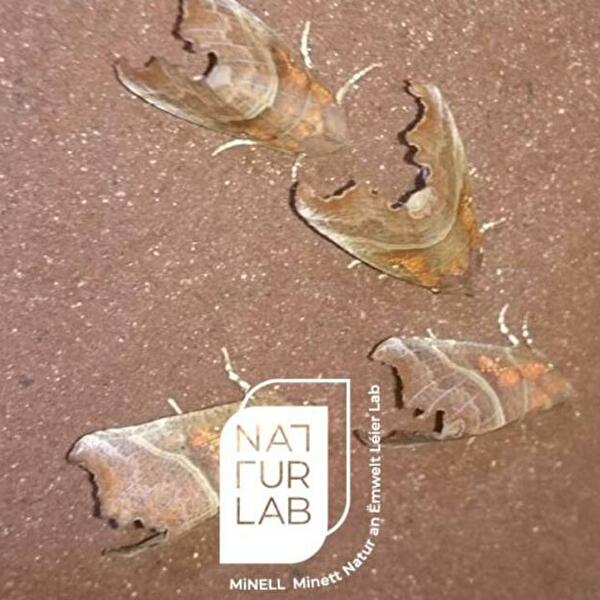 Luxembourg Institute of Science and Technology (LIST) - Cave animals in ...